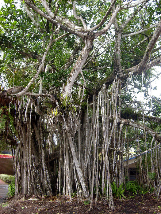 Kuranda, Uluru, Kata Tjuta, and Tingle Trees – Adventures in Wonderland