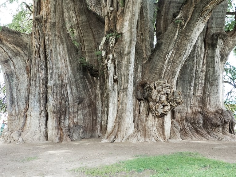 Dancing Devils and Giant Dolls: Oaxaca and the Guelaguetza Festival ...