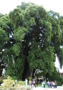 Dancing Devils and Giant Dolls: Oaxaca and the Guelaguetza Festival ...