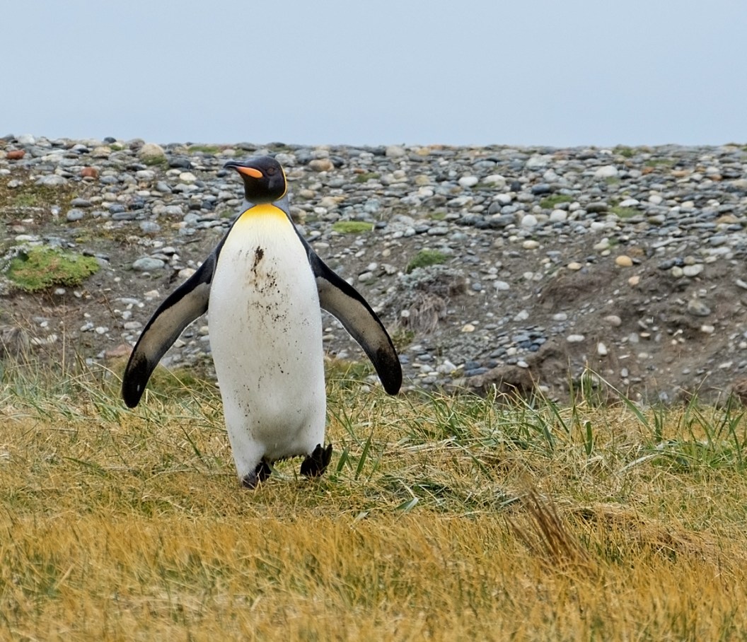 Feathers Ferries Tierra Whatever. And Penguins. – Adventures in Wonderland