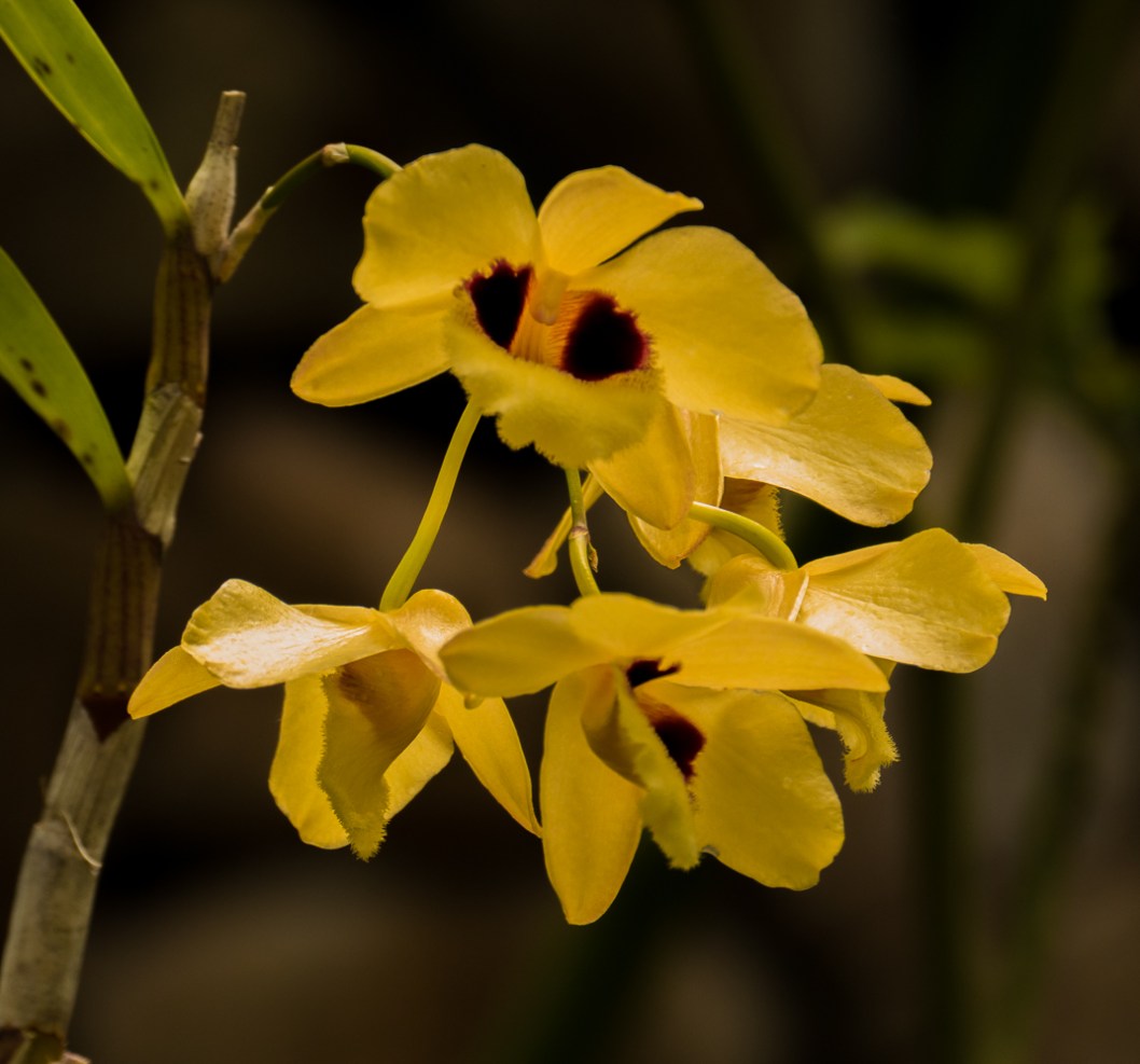 South Sea Island Magic: the beach, orchids, and dancing in Fiji ...
