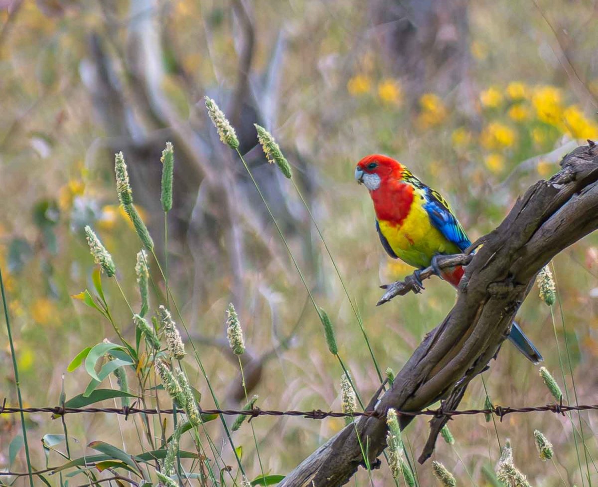 A Warbling of Mangoes – stalking Canberra’s birds – Adventures in ...
