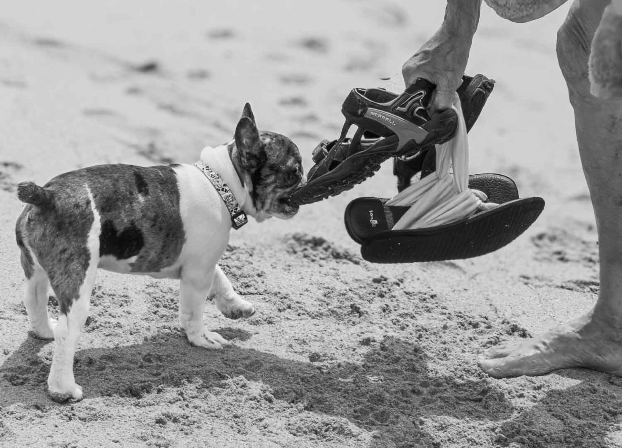 The Gods Of Frolic – dogs at the beach, a photo essay. – Adventures in ...