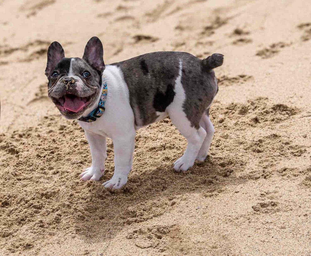 The Gods Of Frolic – dogs at the beach, a photo essay. – Adventures in ...