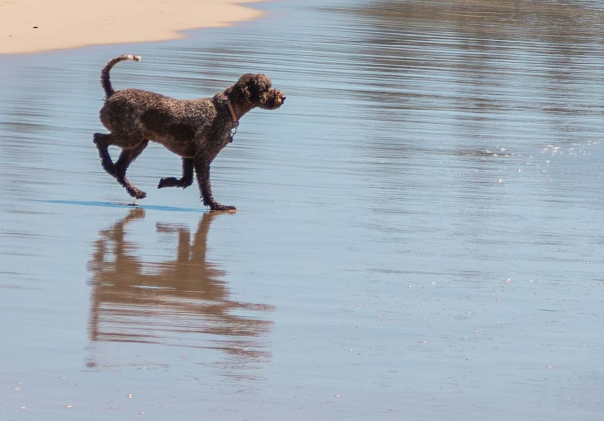 The Gods Of Frolic – dogs at the beach, a photo essay. – Adventures in ...